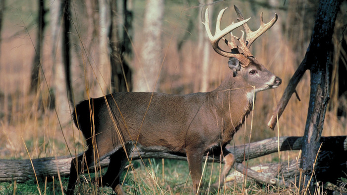 Deer Hunting Tactics: Maximizing Success in the Early Season | Sportsman's Guide